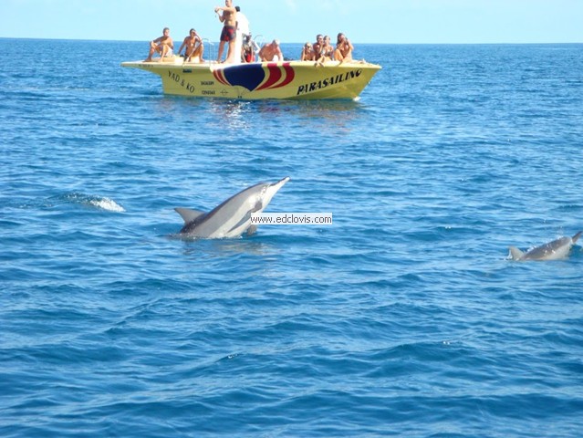 Dolphin watch and dophin swim photo album