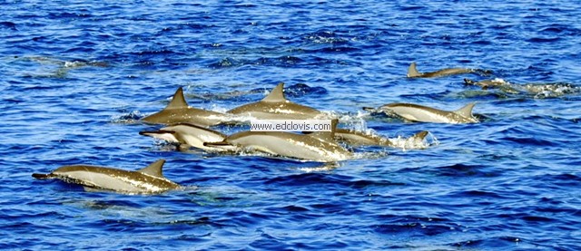 Dolphin watch and dophin swim photo album